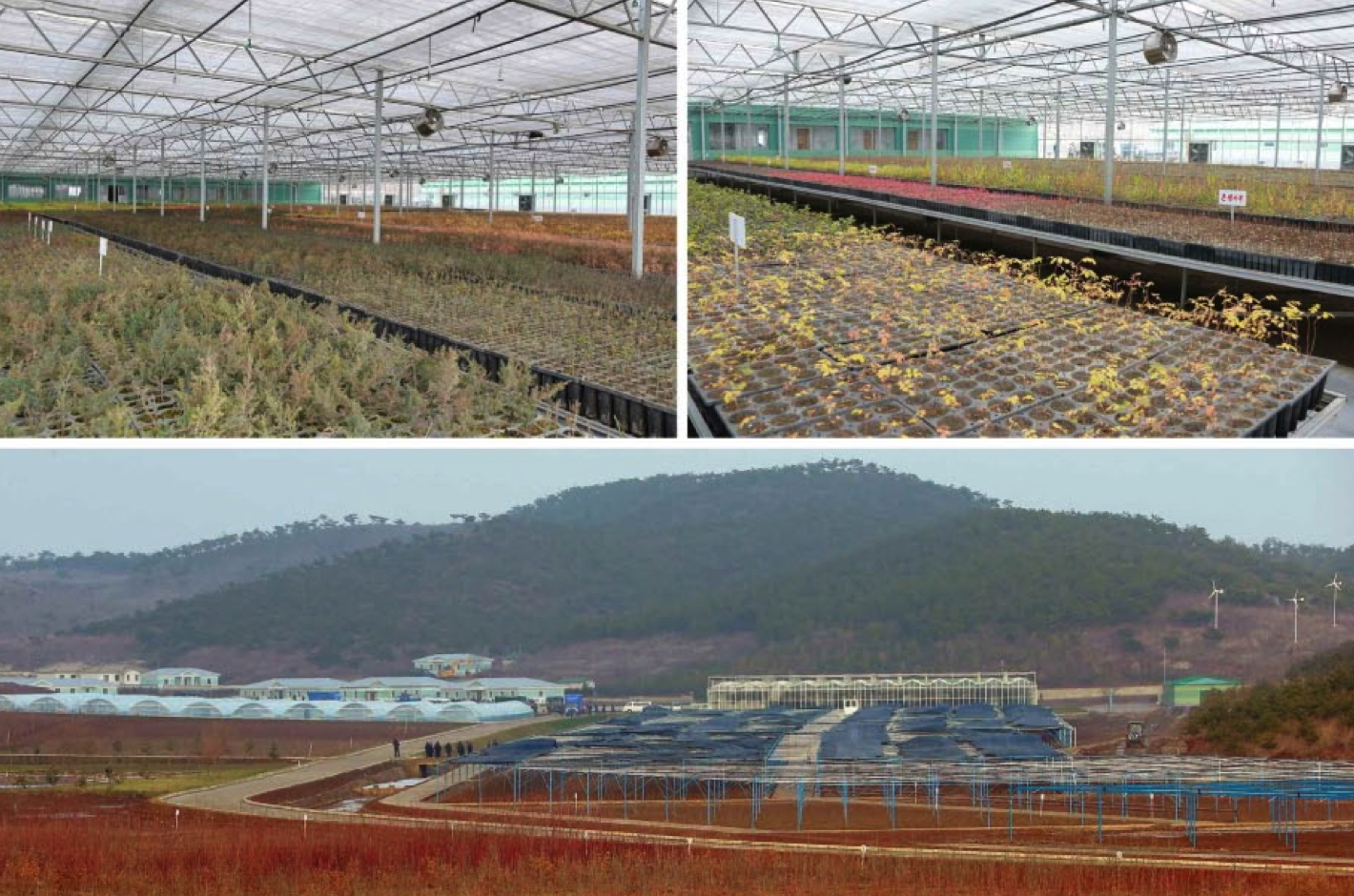 Kim Jong Un Visits KPA Tree Nursery #122 | North Korea Leadership Watch